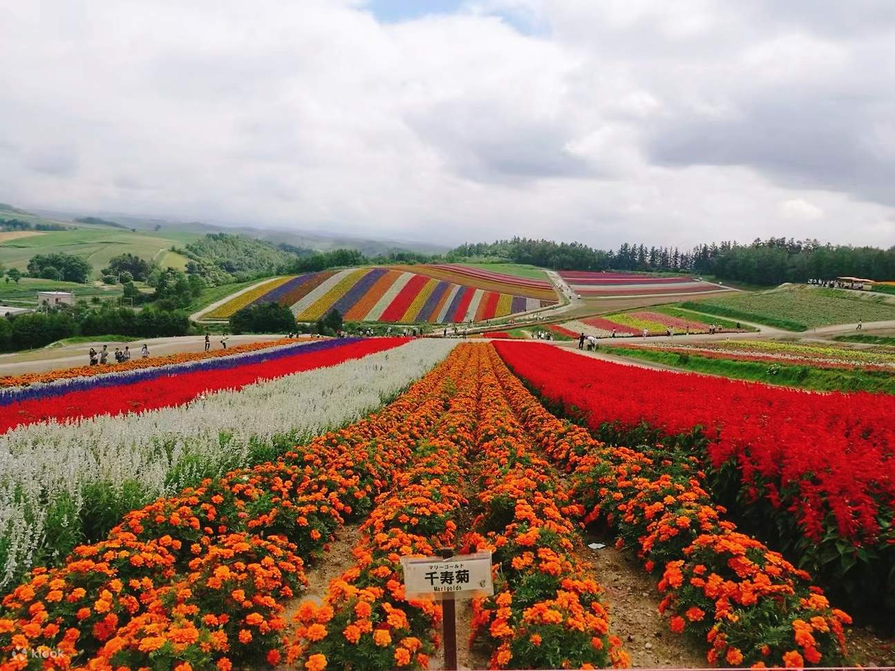 Hokkaido｜Biei Furano & Farm Tomita & Shikisai-no-Oka Day Tour｜Depart ...